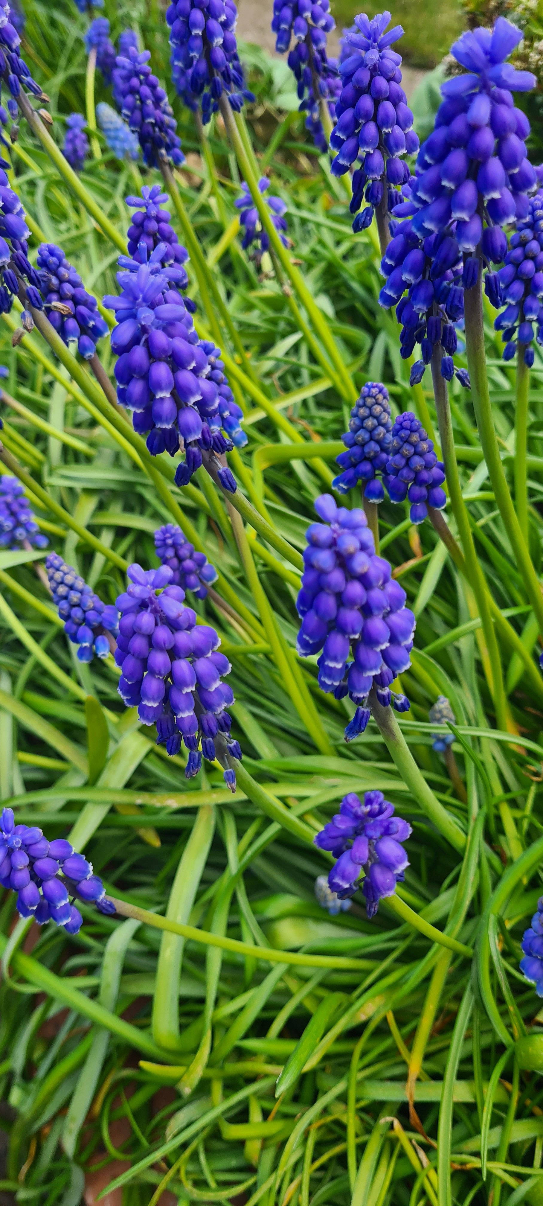 Magick of Grape Hyacinths – Melusina The Green Witch